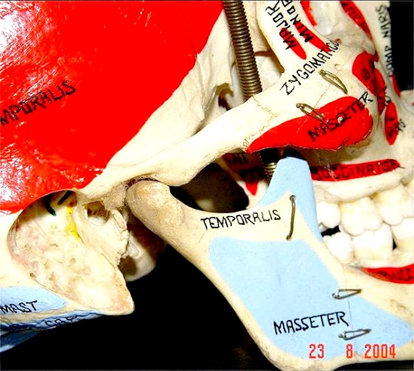 WEBINAR: Anatomía de la ATM - Dr. Mario Romero - Odonto-Tv