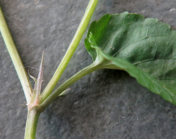 Glosario botánico con imágenes - letra E