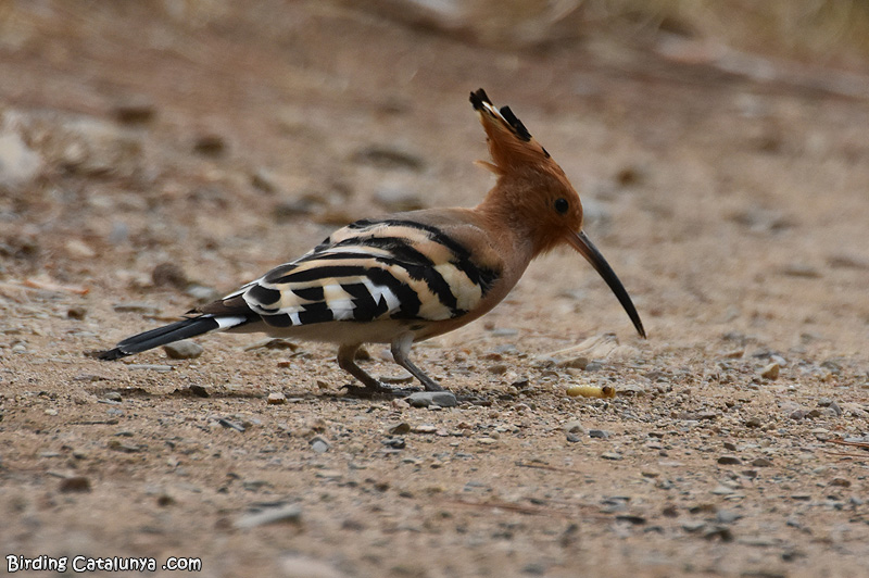 Birding Catalunya: Puputs al Parc Samà