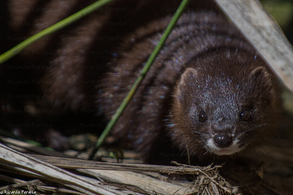Ricardo Peralta. Fotógrafo de Naturaleza: Visón europeo (Mustela lutreola)