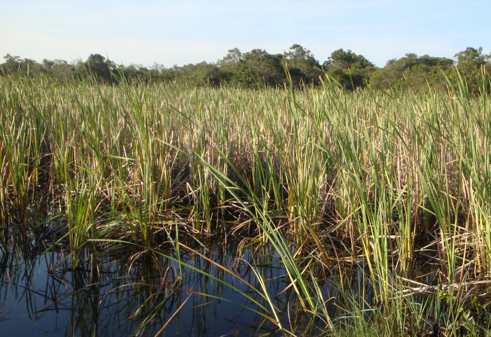 Natureza - in and around the Mata Atlantica: Taboa