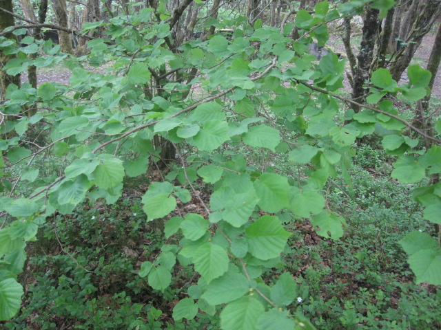 Trær jeg liker: Hassel. Åpner dører til andre verdener