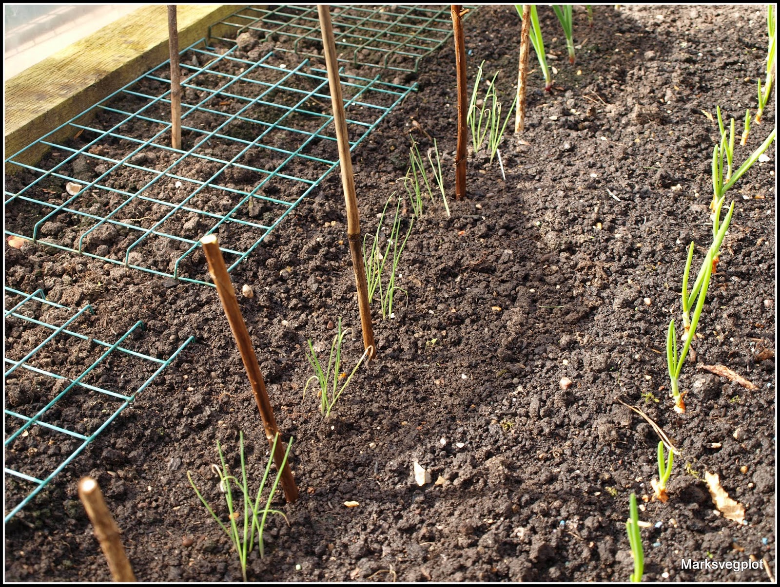 Mark's Veg Plot: Onion "Long Red Florence"