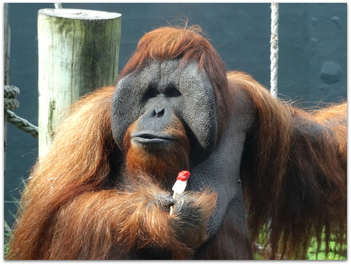 Snap Happy Online : Orangatang