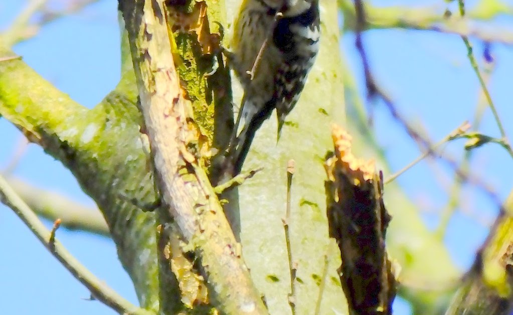 de kleine bonte specht