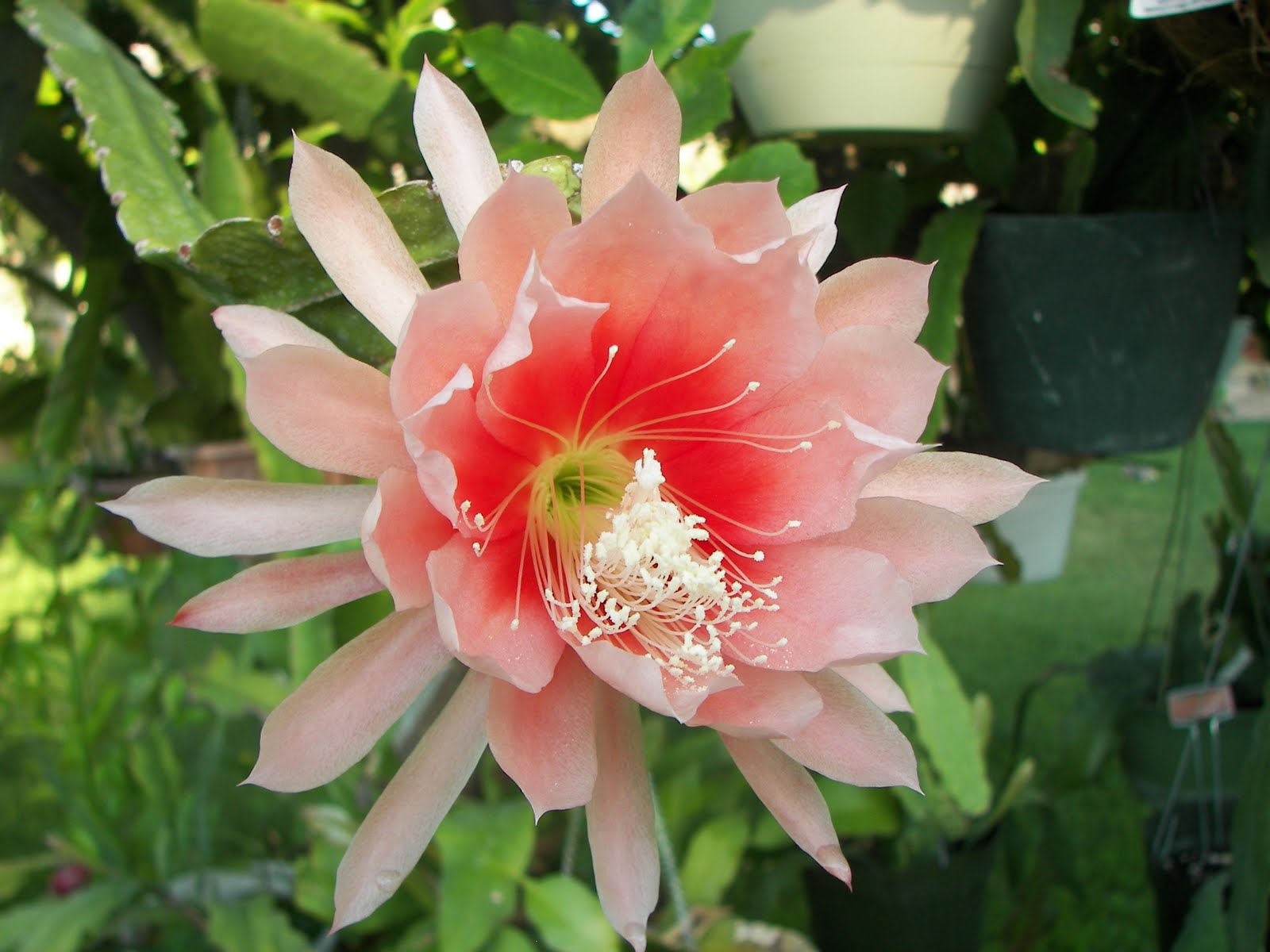 The Epiphyllum Garden: Argus