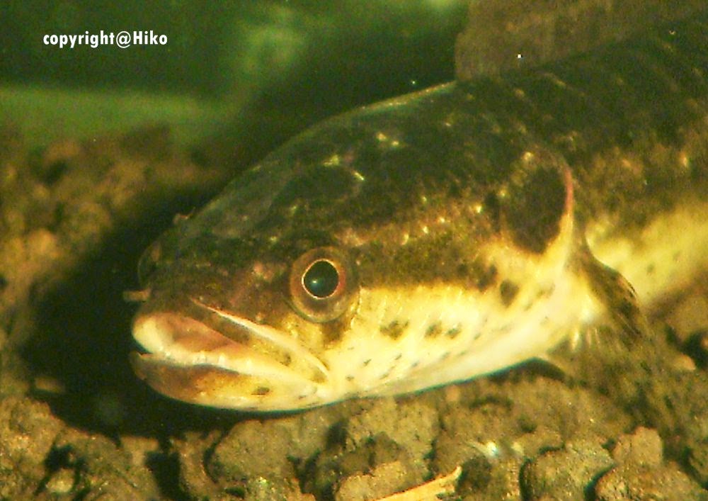 Mahamaya Hiko: Channa Bankanensis "Bangka snakehead" Profil dan cara ...