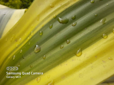 Samsung Galaxy M31 Camera Samples - Tech Updates