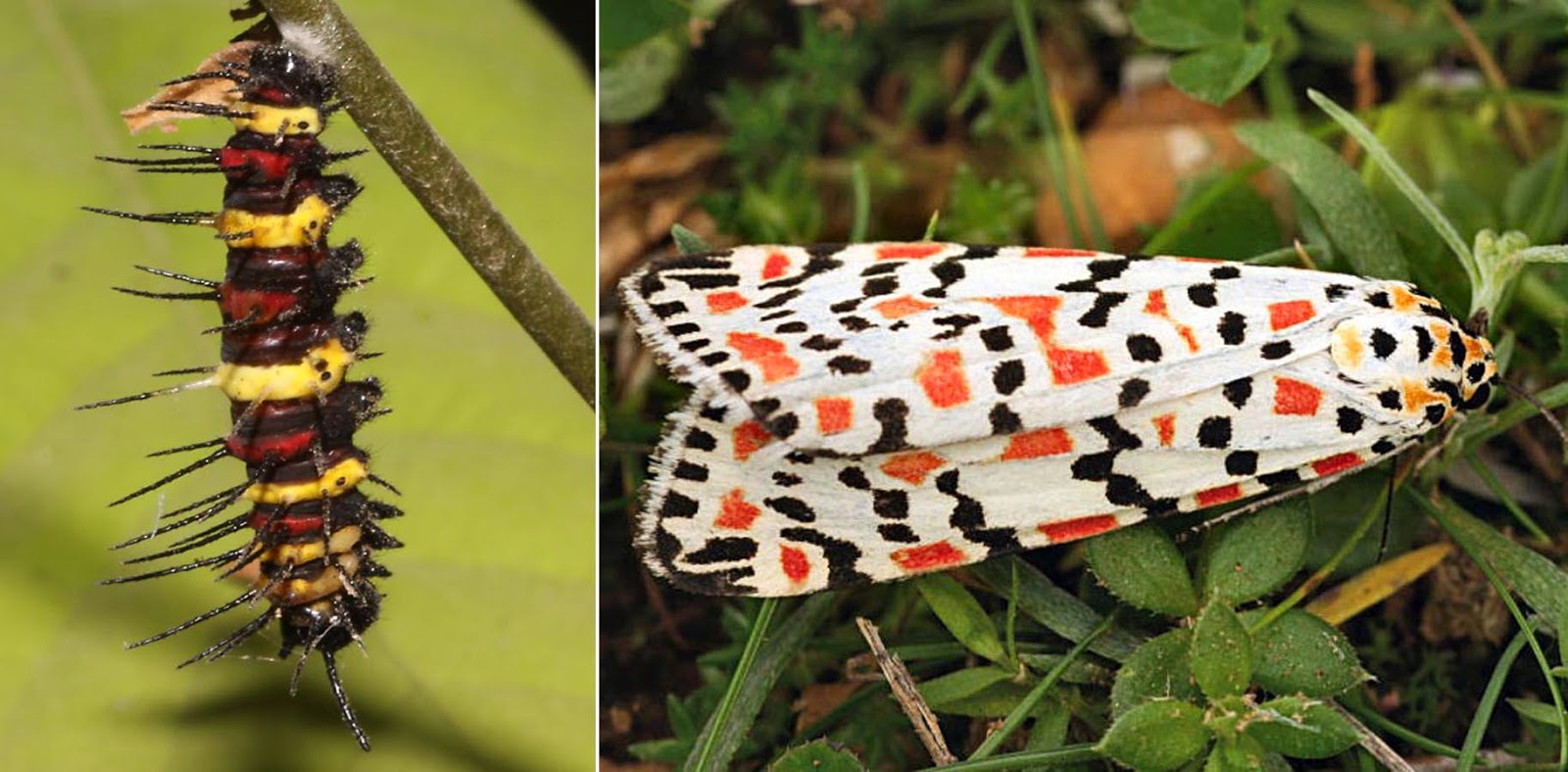 As Many Exceptions As Rules: Who Tastes Best?