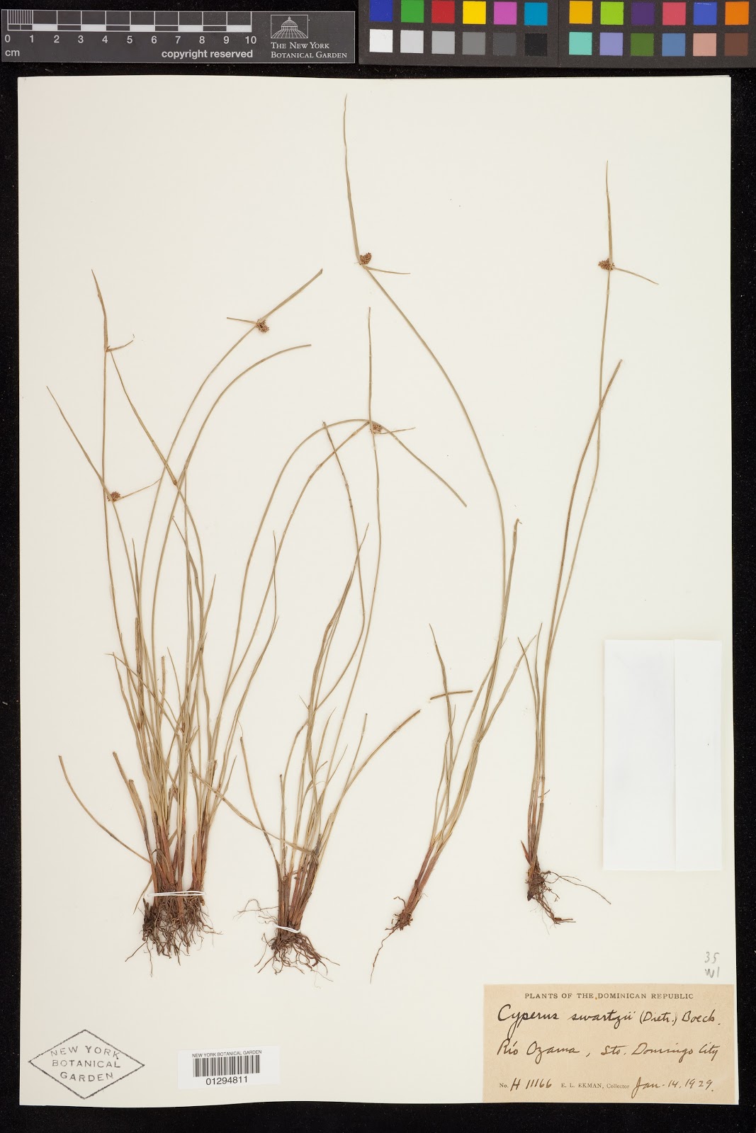 LESSER ANTILLES PLANTS ANGIOSPERMA: CYPERACEAE CYPERUS TIPO MARISCUS