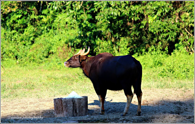 DOOARS…NORTH BENGAL…THE HEAVEN NEXT DOOR……..