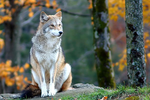 Things To Do with the Kids in Ottawa: Ottawa and Area Zoos, Farms and ...