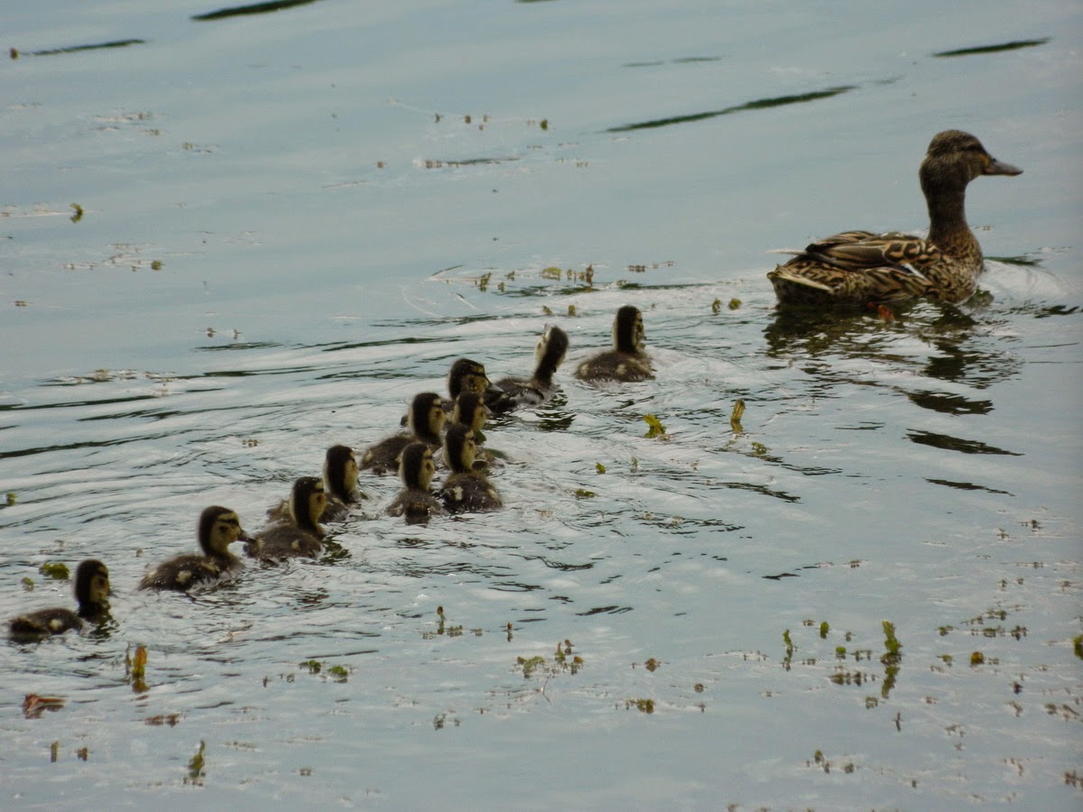LA MULTI ANI, ROMANIA!: Trenulet de boboci
