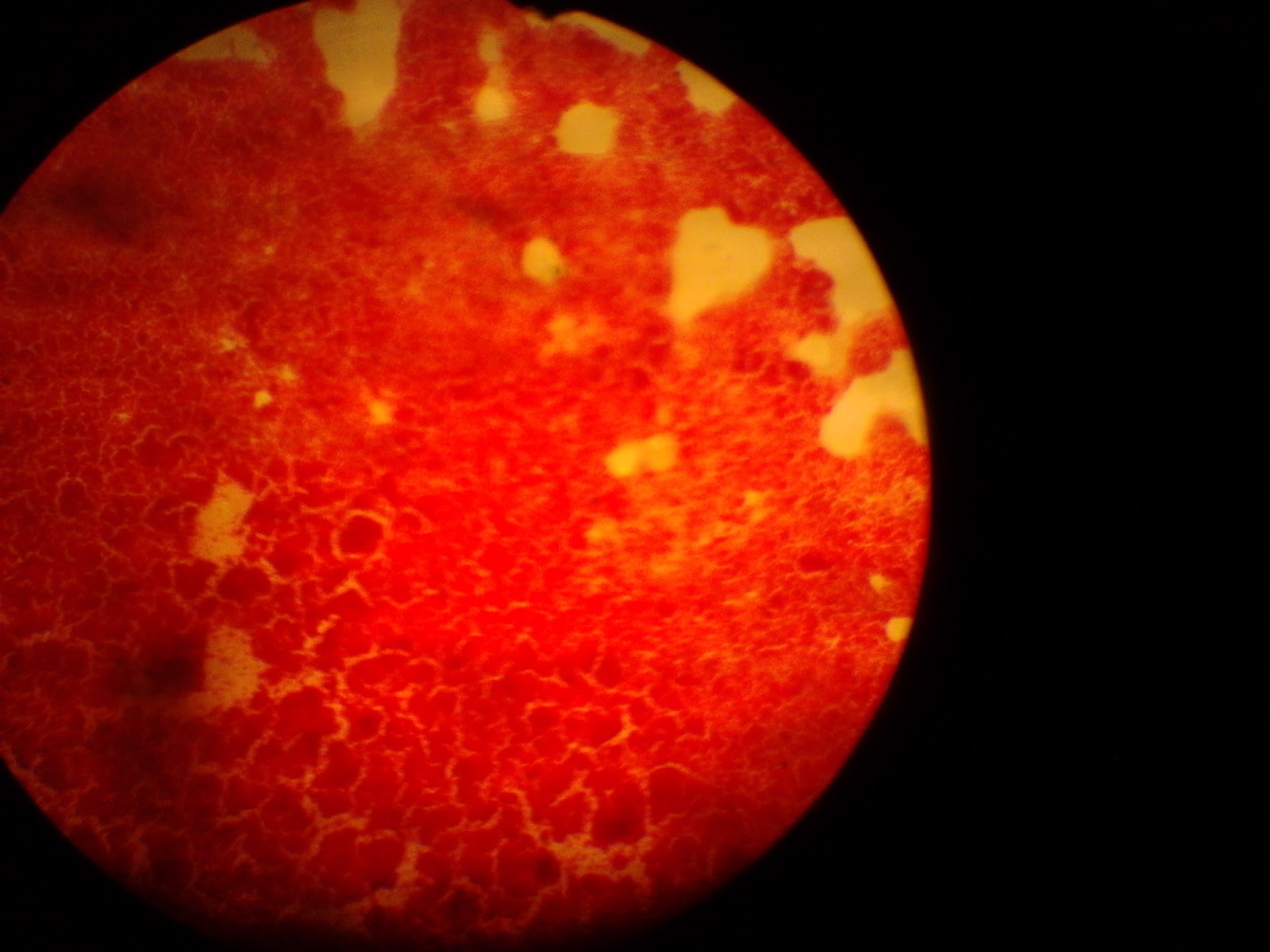 ALBA SCIENCE LABORATORY: Praktikum Mengamati Struktur Hewan dan Tumbuhan