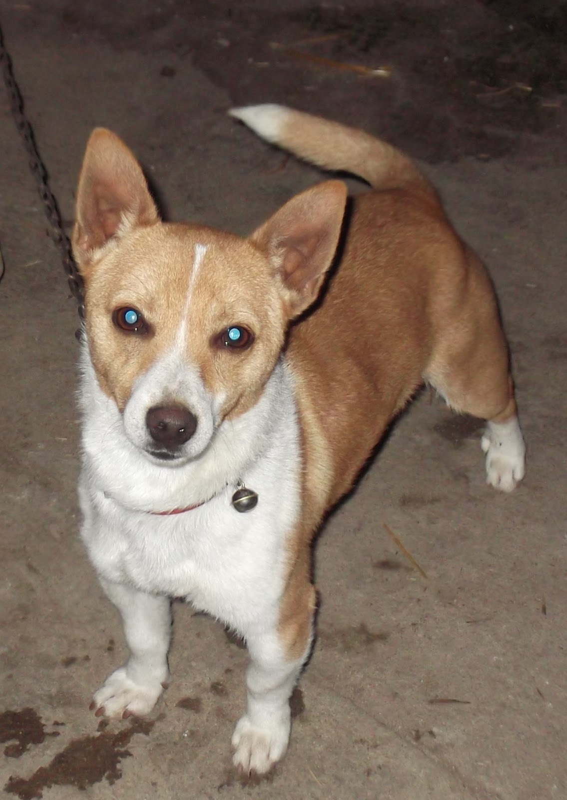 MATILHA MANU: Podengo Anão