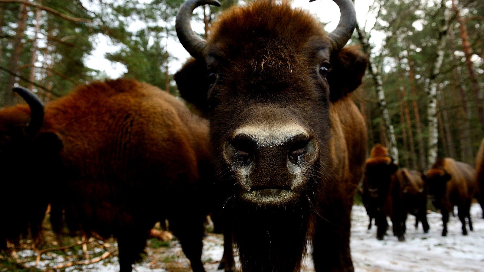 Bison - Are Bison Endangered - Danger Choices