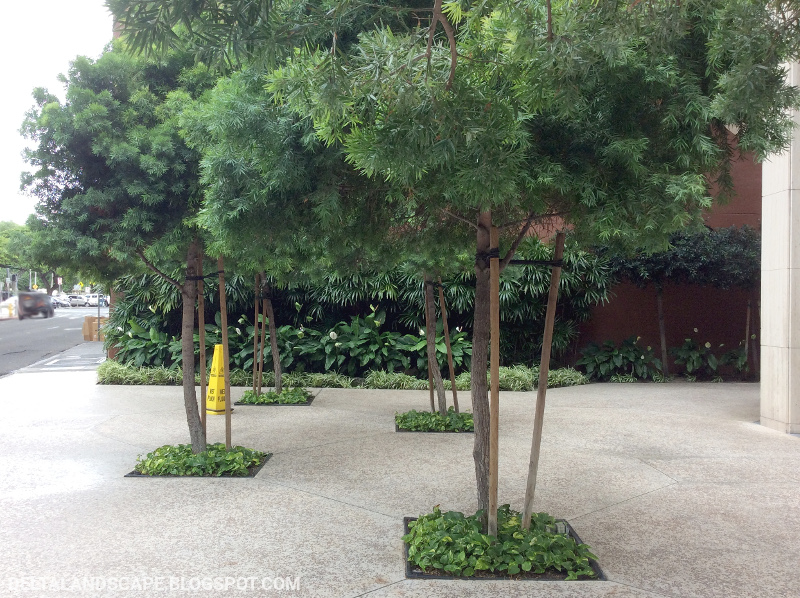 A Changing Landscape: Podocarpus forms