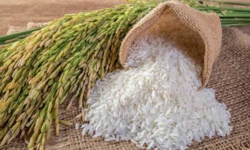 Inilah Rahasia Beras Solok yang Terkenal Lezat dan Bikin Ketagihan