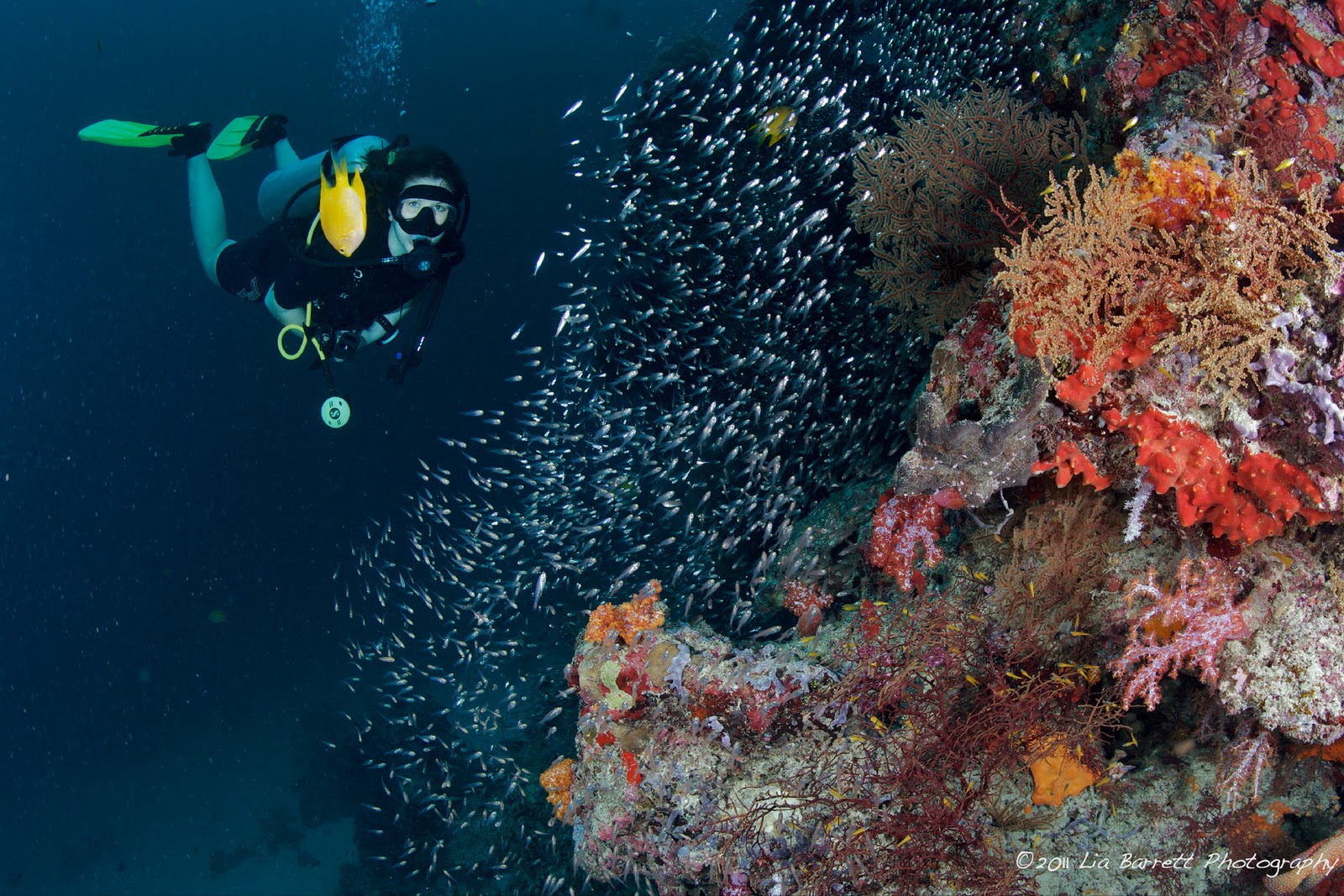 Similan Diving Safaris