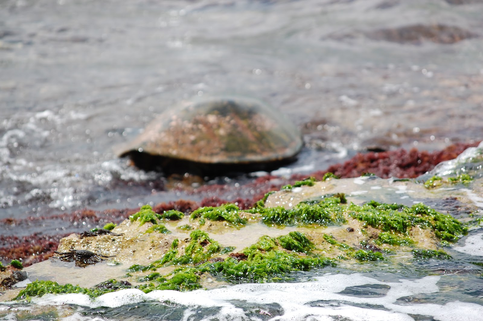 Michelle's Handmade World: Beach Layout