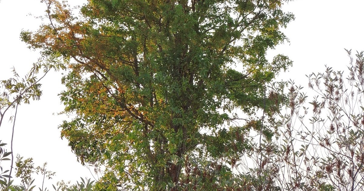 Dera's bio-diversity: Hardwickia binata