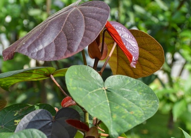 13 Khasiat Daun Waru Untuk Kesehatan Dan Kecantikan | Khasiat