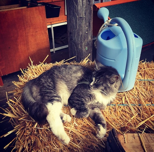 Cat Adoption Guide: Socializing Barn Cats to Live Indoors