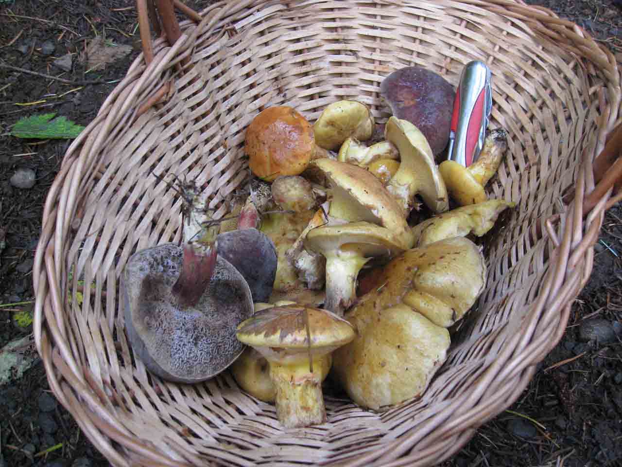 Taxonomic Collections: Collecting fungi