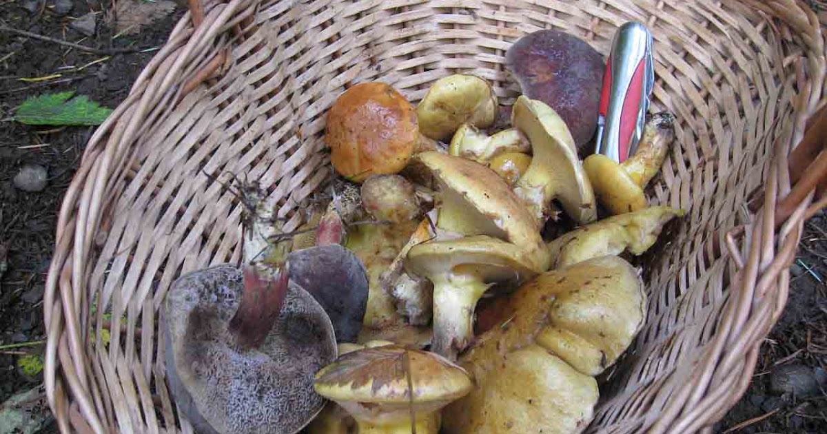 Taxonomic Collections: Collecting fungi