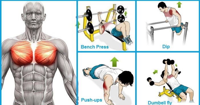 How to Train Your Chest - 4 Exercises to Build Chest Muscle Fast