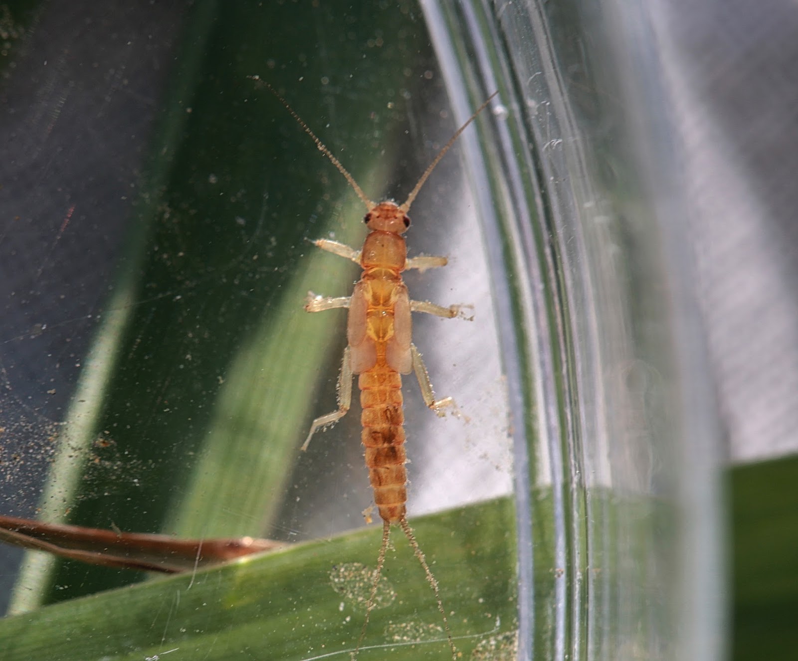Aquatic Insects of Central Virginia: Some beautiful insects at the ...