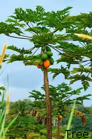 Paepol, Gaslabu-Carica papaya | Herbal plants Sri Lanka
