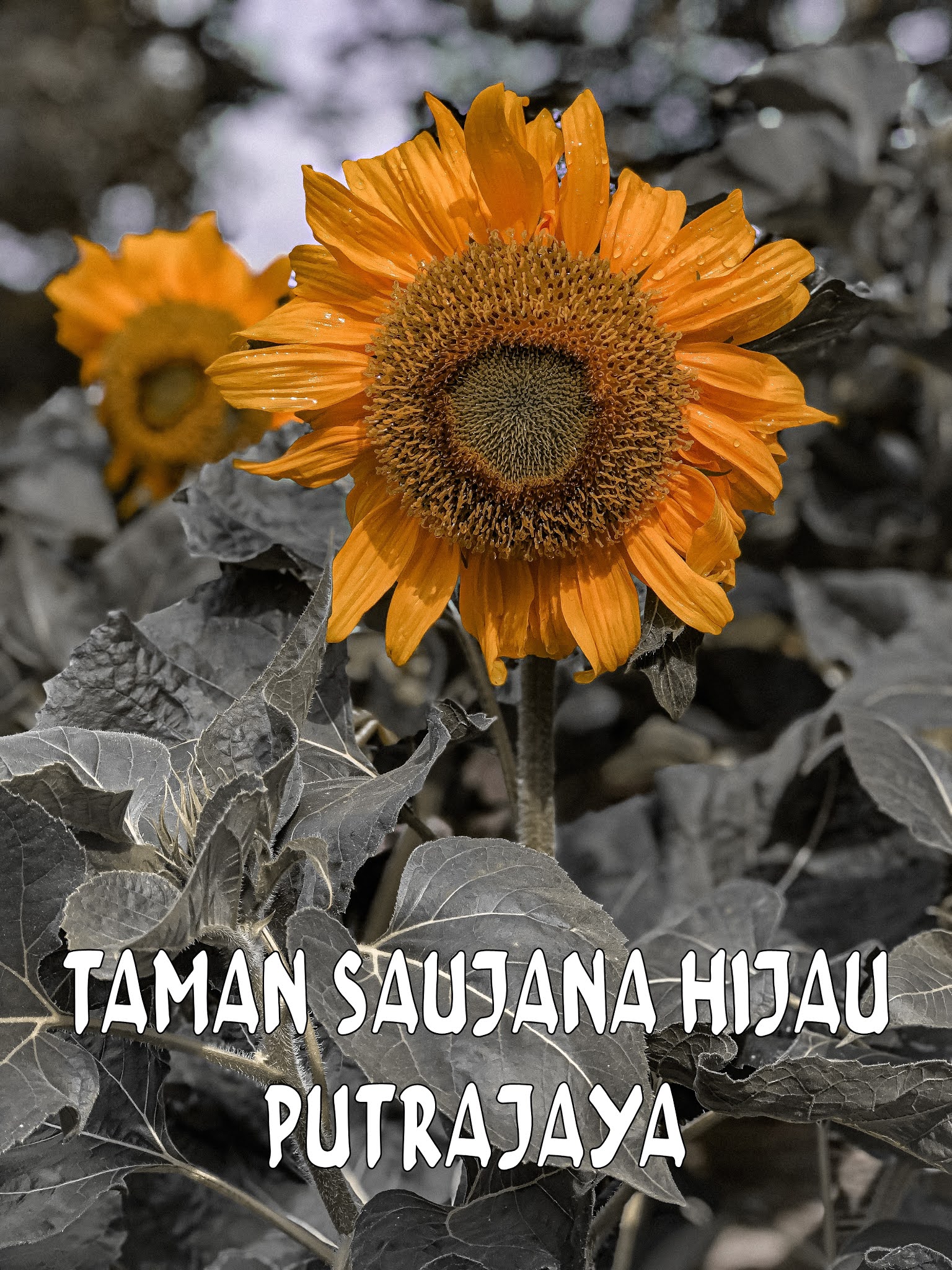 Contoh Ayat Ayat Untuk Bunga Matahari