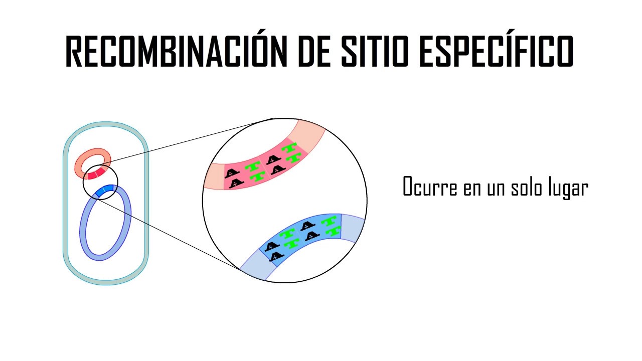 Biología Molecular: ADN recombinante