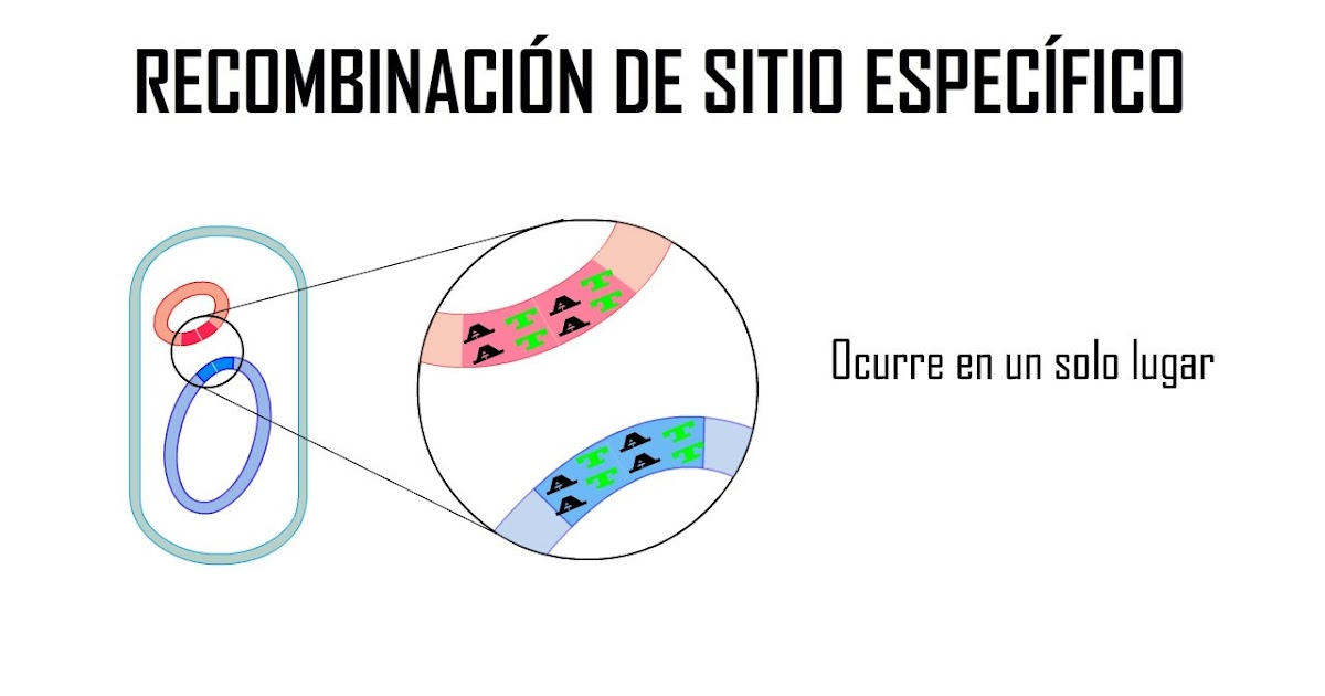 Biología Molecular: ADN recombinante