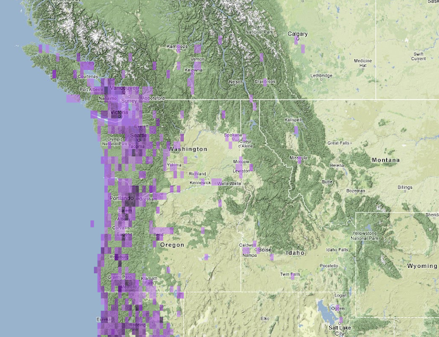 Birding Is Fun!: Anna's Hummingbirds Wintering in Idaho?!
