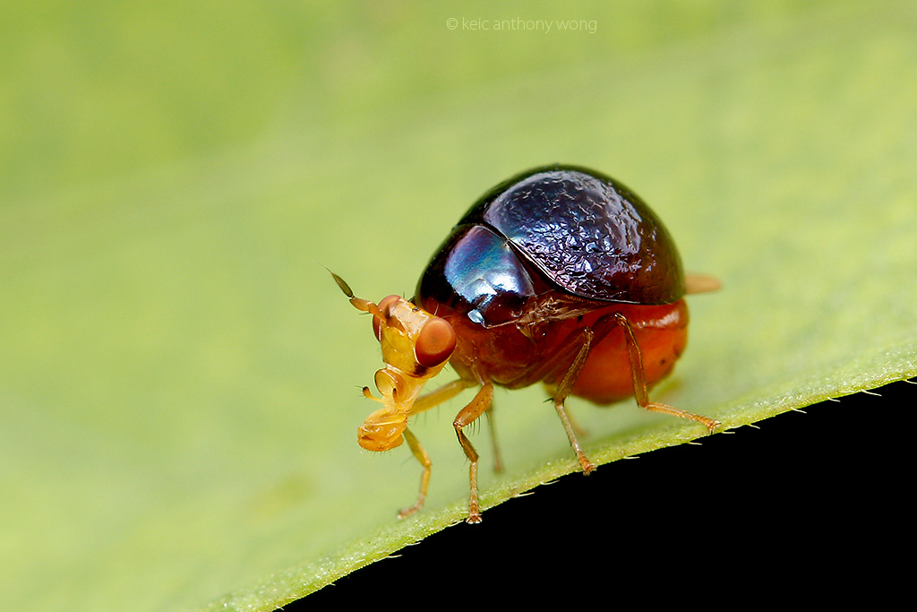 Macro Photography: Beetle-backed fly (Celyphidae)