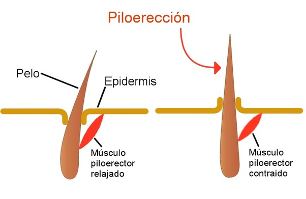 1. PRINCIPIOS ANATOMOFISIOLÓGICOS DEL ÓRGANO CUTÁNEO Y FUNDAMENTOS DE ...