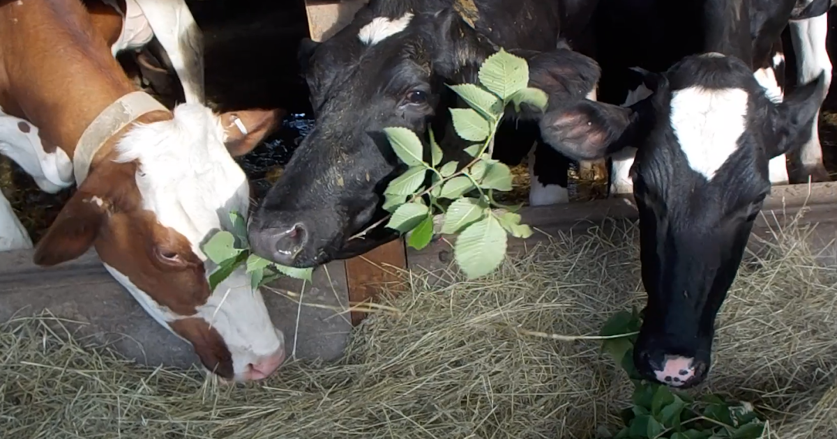 3 Streams Farm: Tree Fodder Seminars