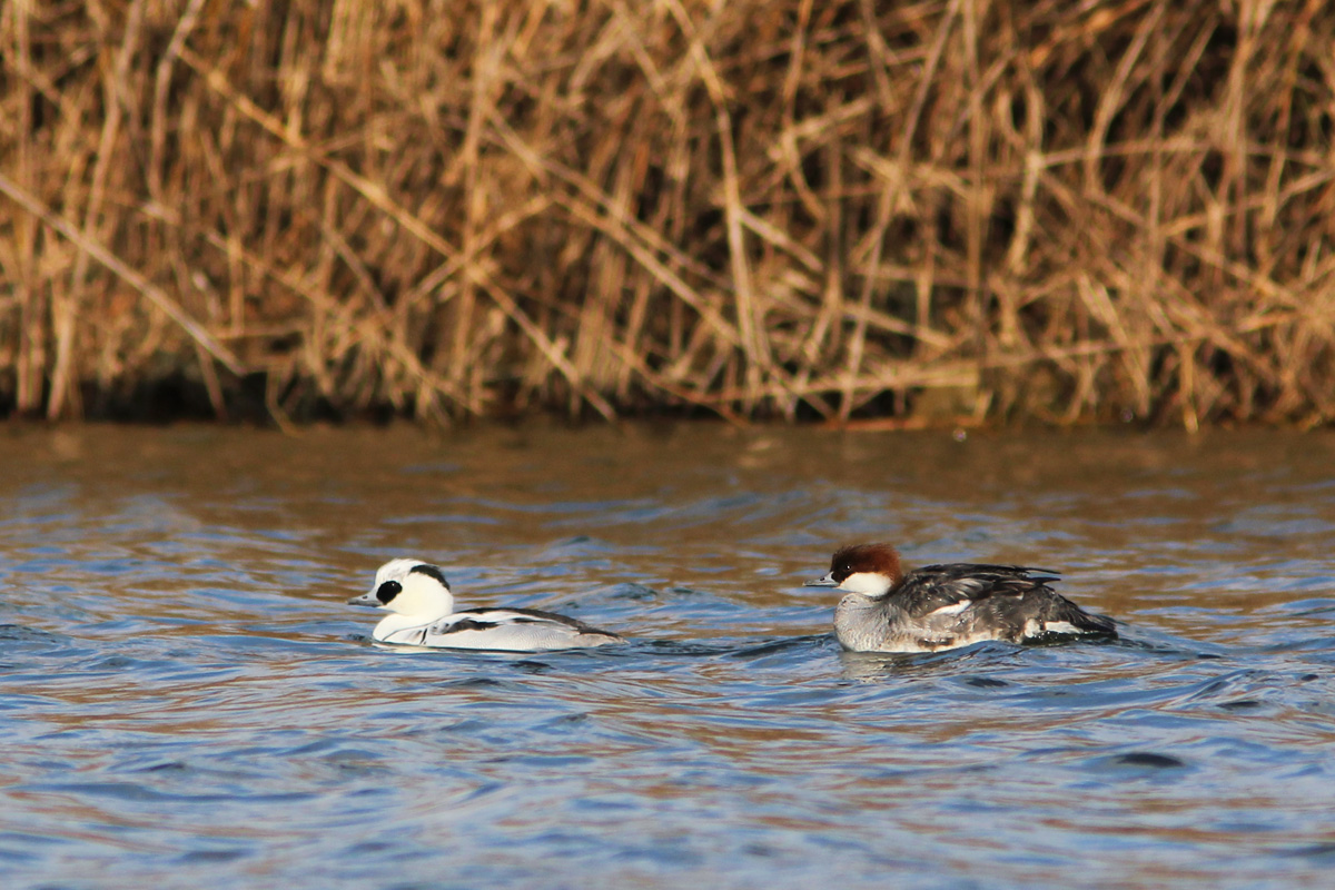 Unravel: The Panda Duck