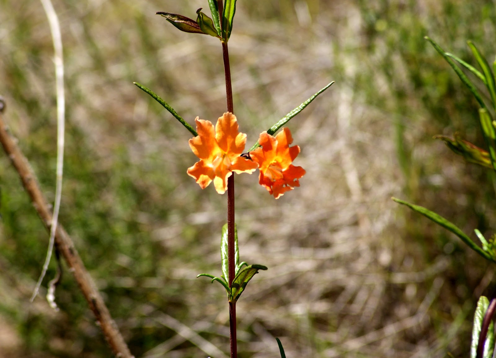 A photo, A thought............: Place: Spring flowers in El Moro Canyon ...