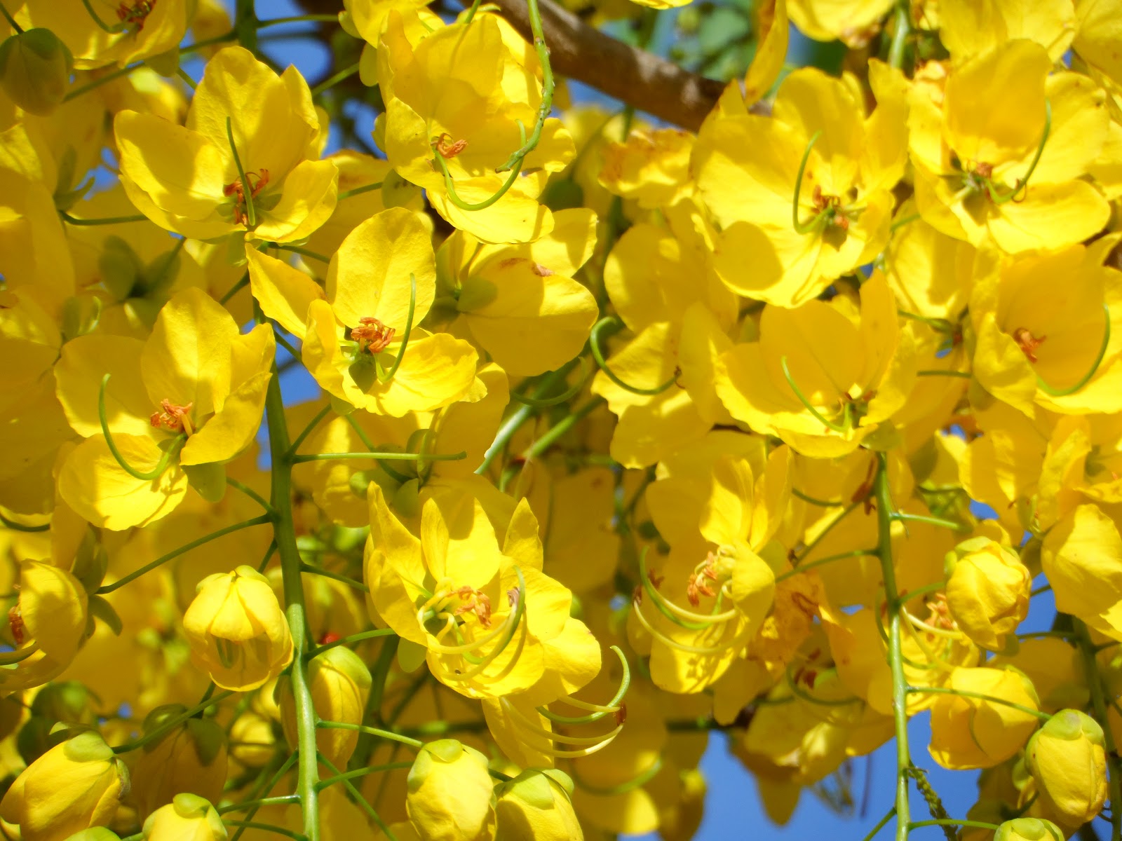 Cássia-imperial (Cassia fistula L.) | A planta da vez