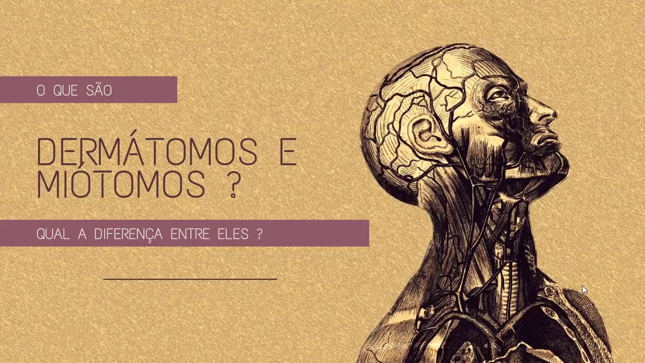 Dermátomos e Miótomos - FisioCitando - Site destinado para falar de ...