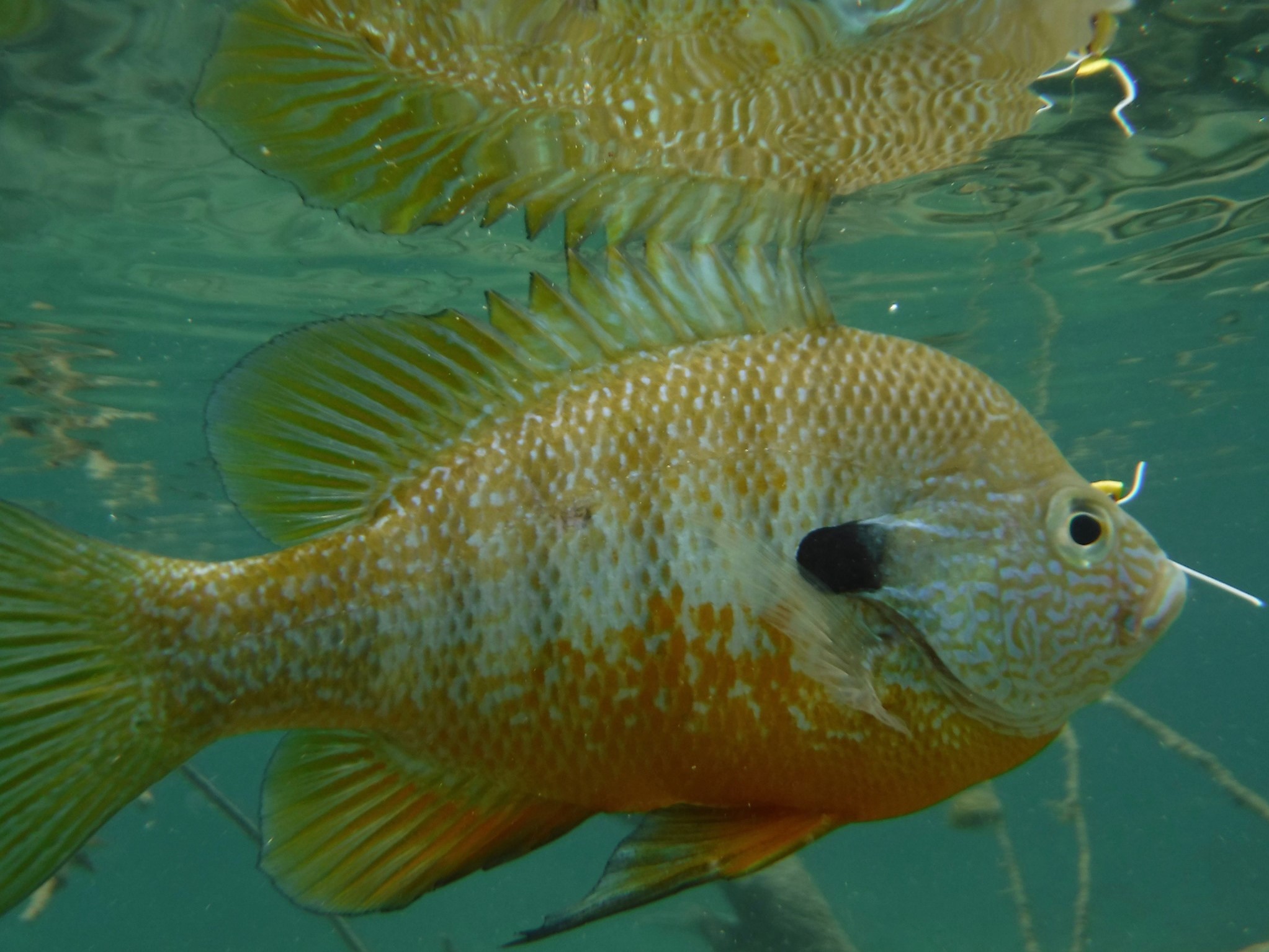 Longear Sunfish