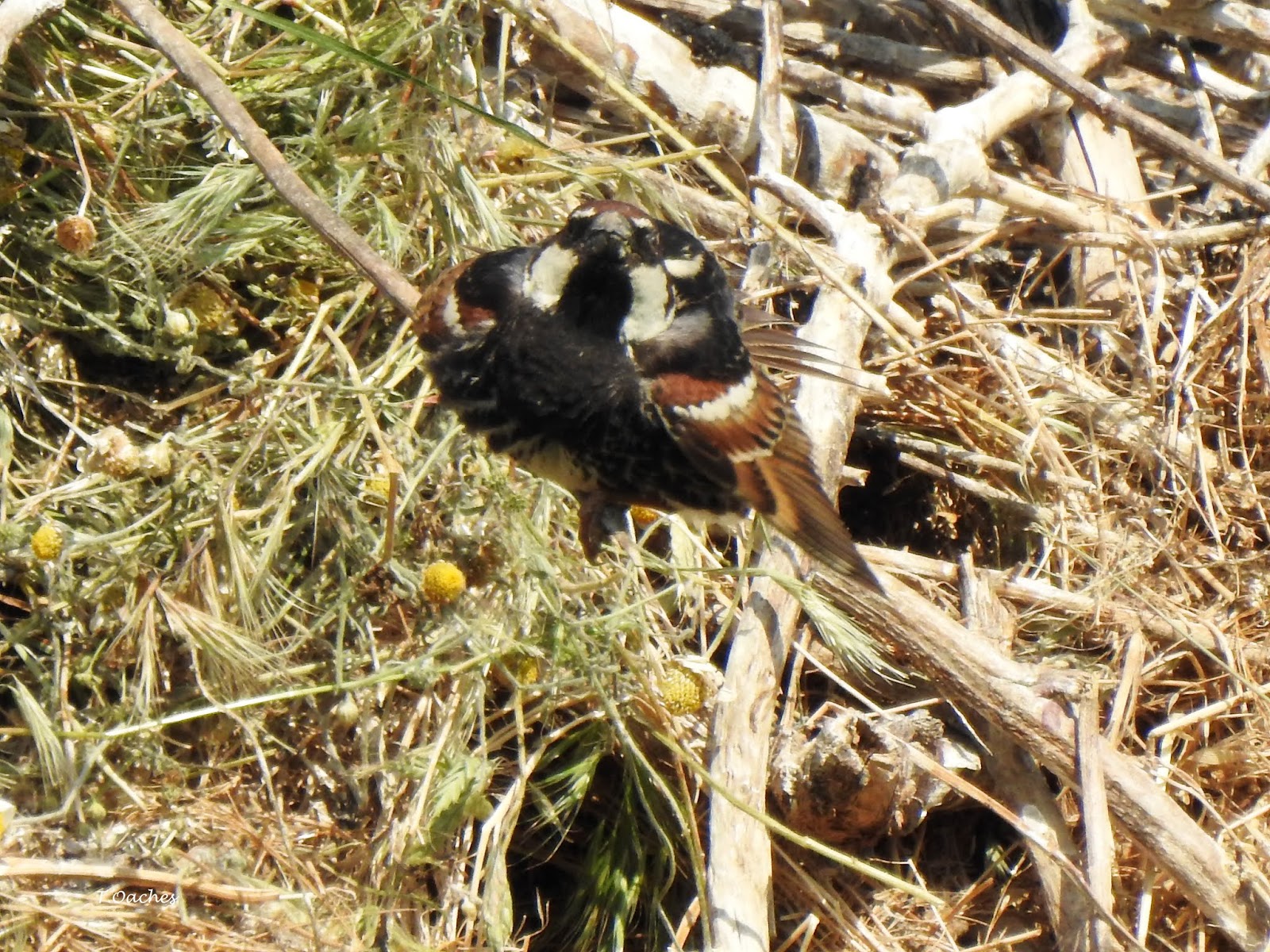 PASARI DIN ROMANIA: VRABIE NEGRICIOASA, Passer hispaniolensis