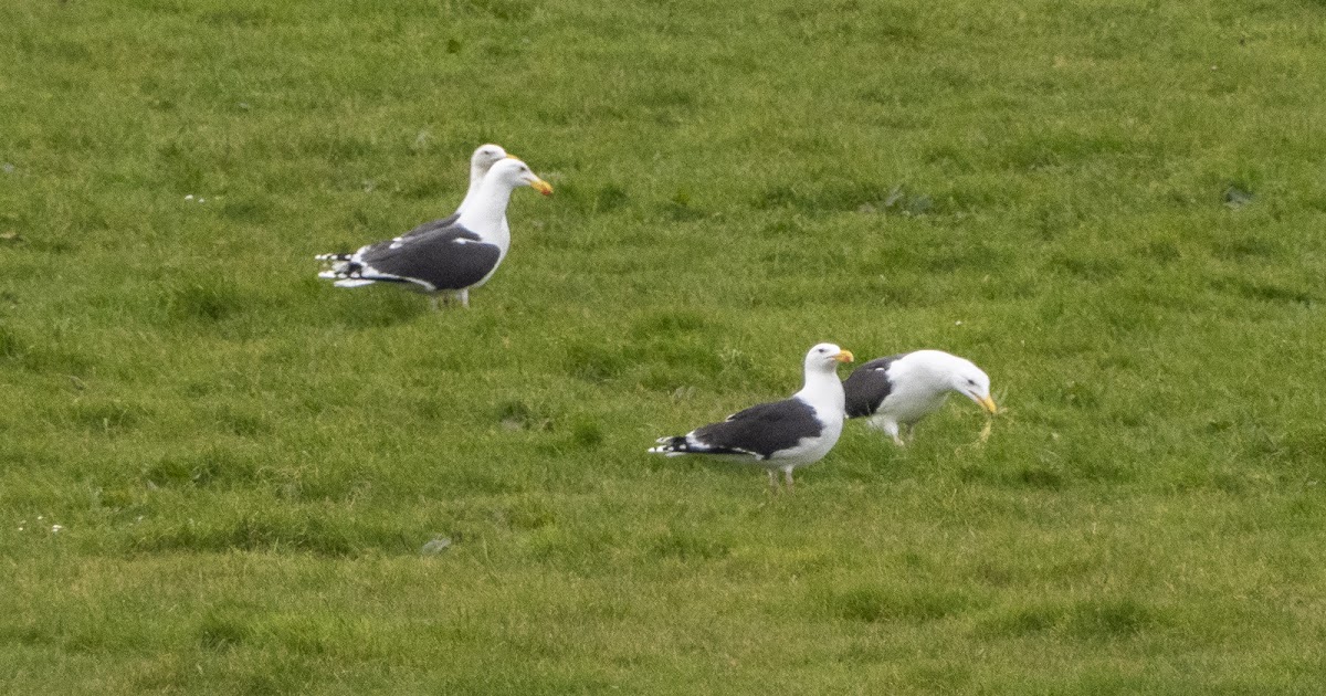Ceredigion Birds: New Quay