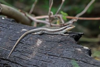 Natural, Scientific and Medical Wonders: Lizard wife of snake - the Skink!