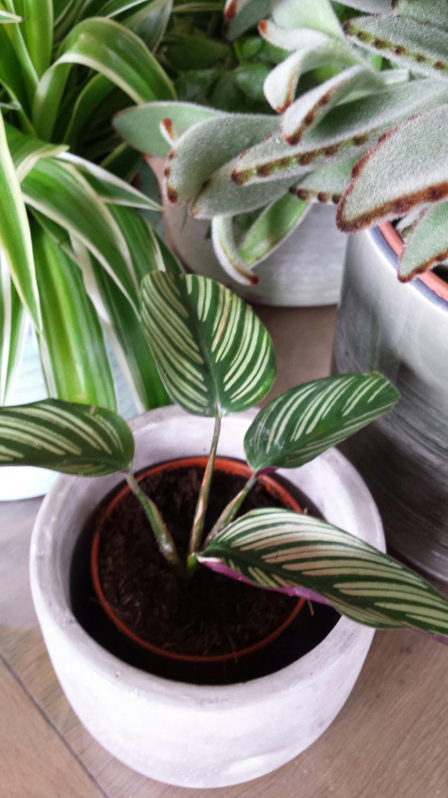 Van Stekkie tot Plant: Stek je Calathea!