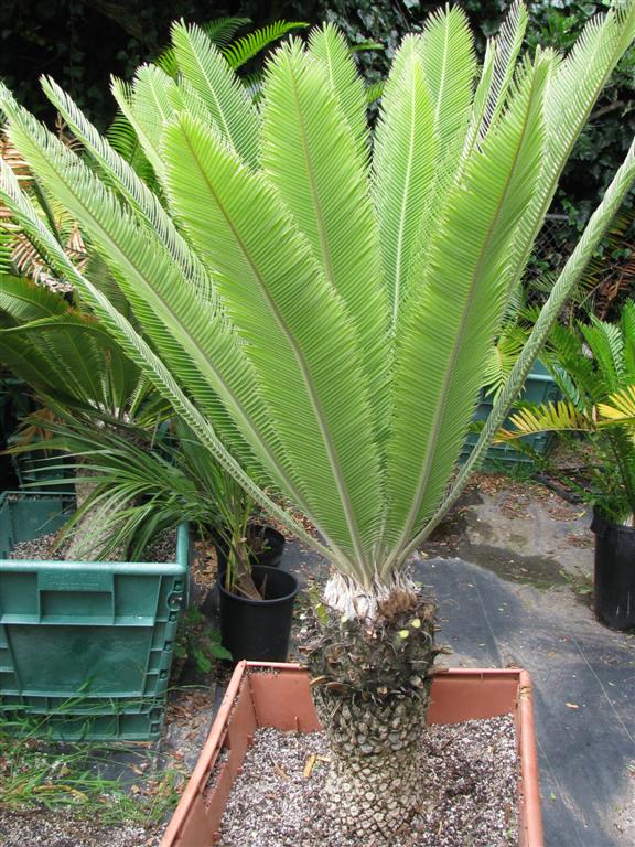 Sago palm