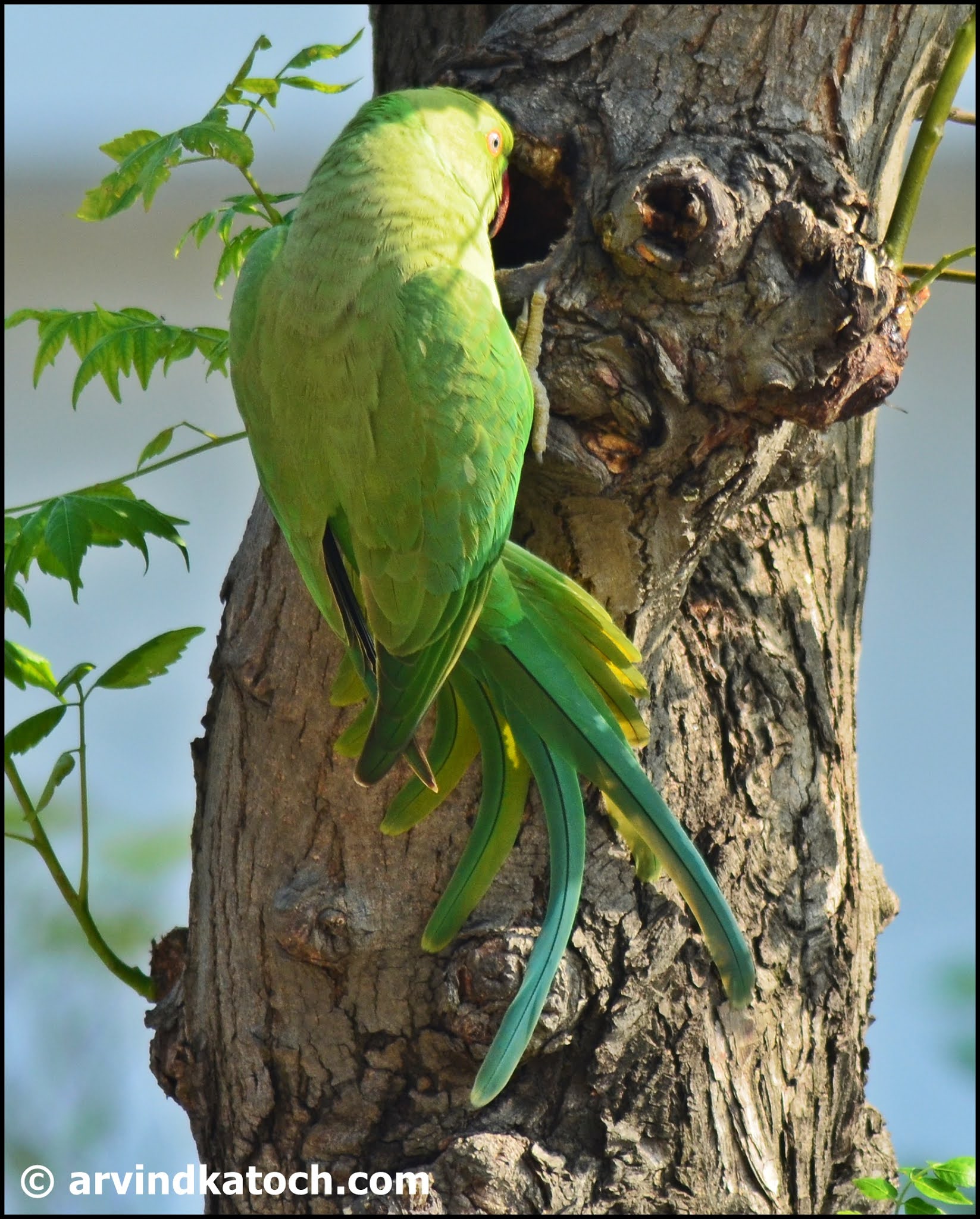 Rose-ringed (Indian) Parakeet (Parrot) Pictures and Detail (Psittacula ...